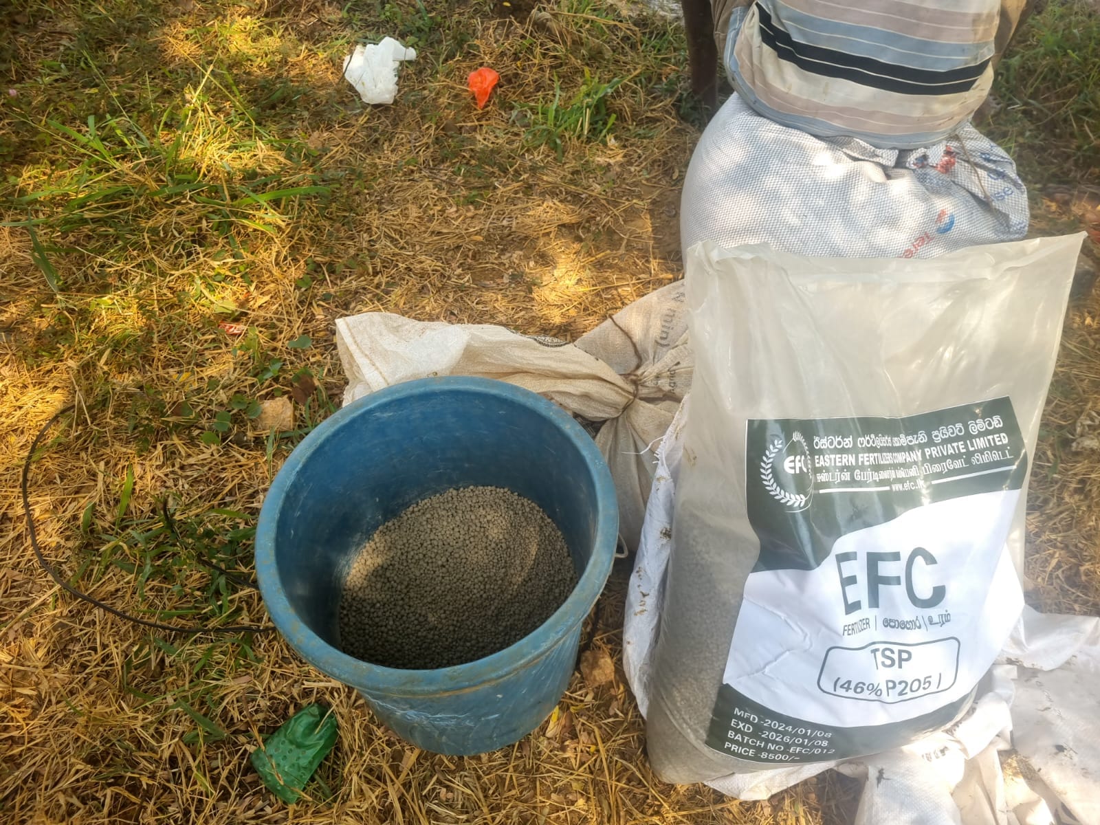 Introduced Triple Super Phosphate (TSP) to Farmers - Eastern Fertilizer ...